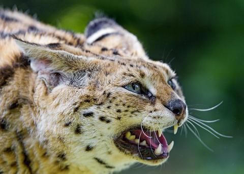 THE GREAT GPU SHORTAGE – Serval Technologies